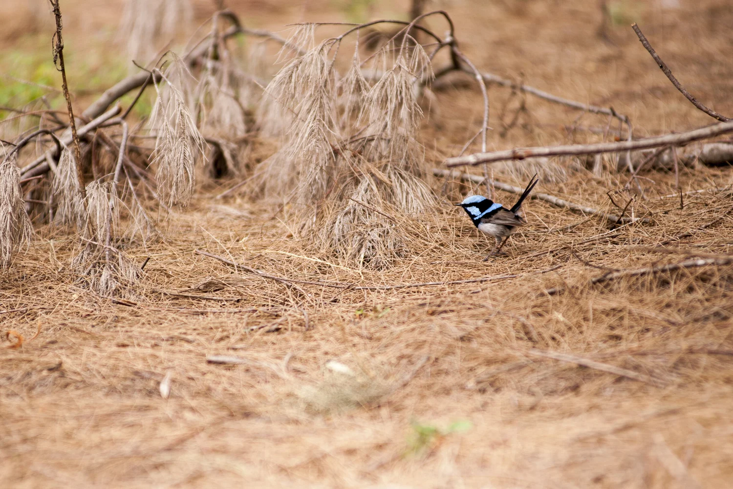 Who we are — Jerrabomberra Wetlands