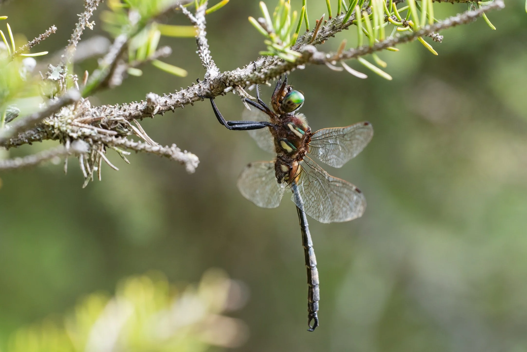 Endangered Species — Citizens Against Ruining the Environment