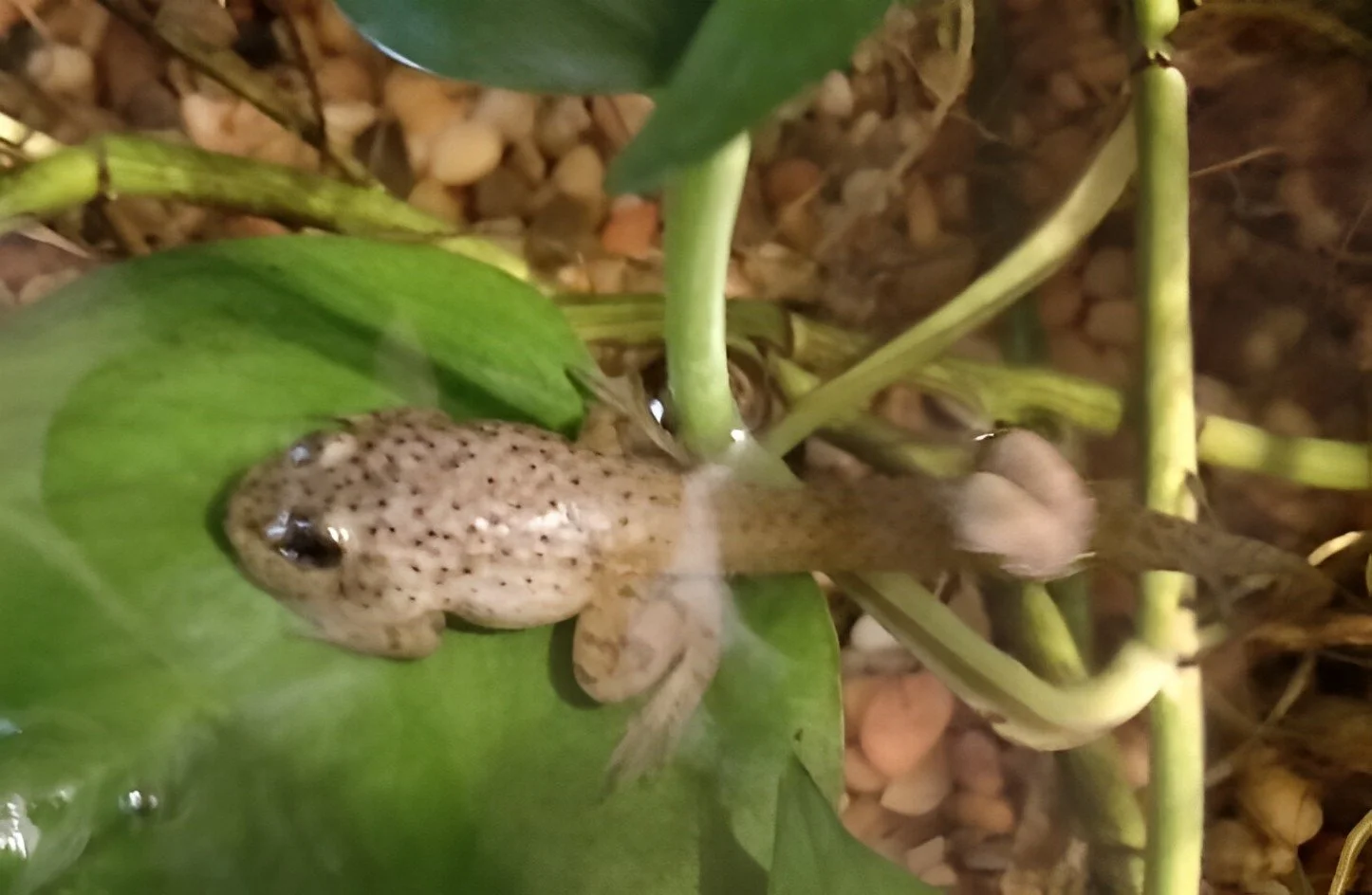 The American Bullfrog — CITIZENS AGAINST RUINING THE ENVIRONMENT