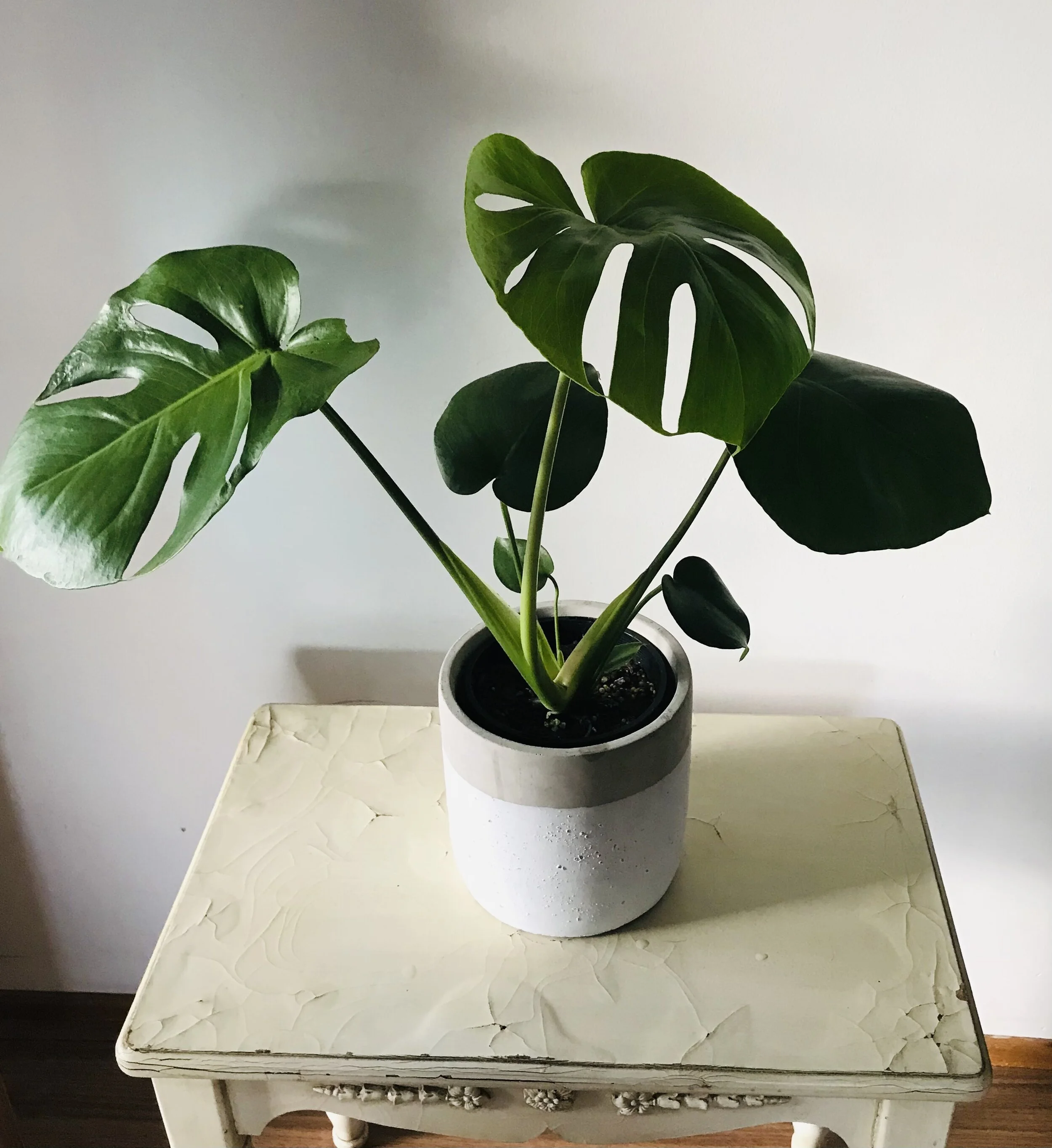 Flower Delivery Port Macquarie — Wild Blossoms Floral Co | Port ...