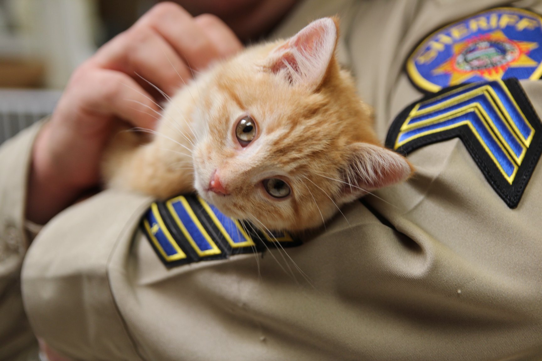 Cats & Dogs — Carroll Petrie Foundation