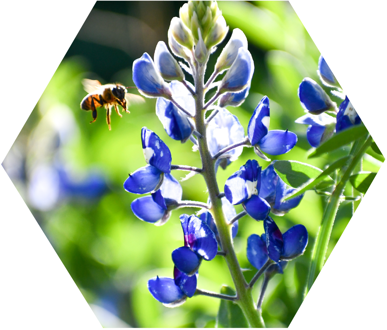 Talking Bees Roadshow — Healthy Hive Foundation