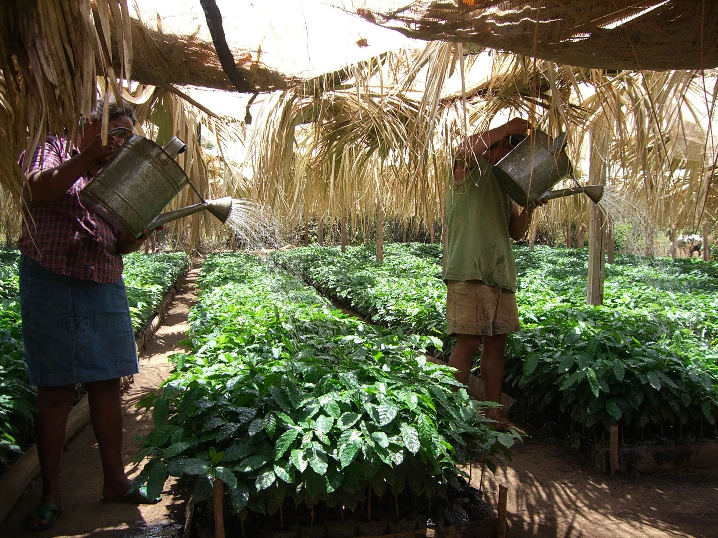 Farmer Shares Coffee