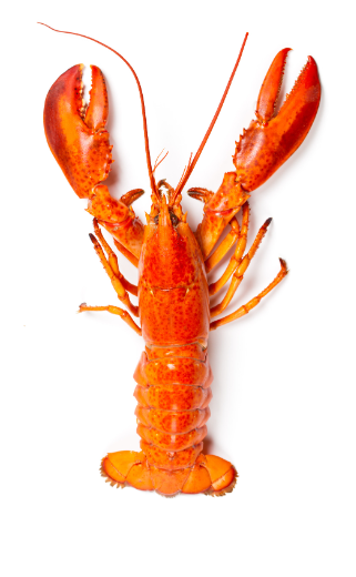 Réceptions Lalande — homards, souper, soirée, homard, homard à volonté