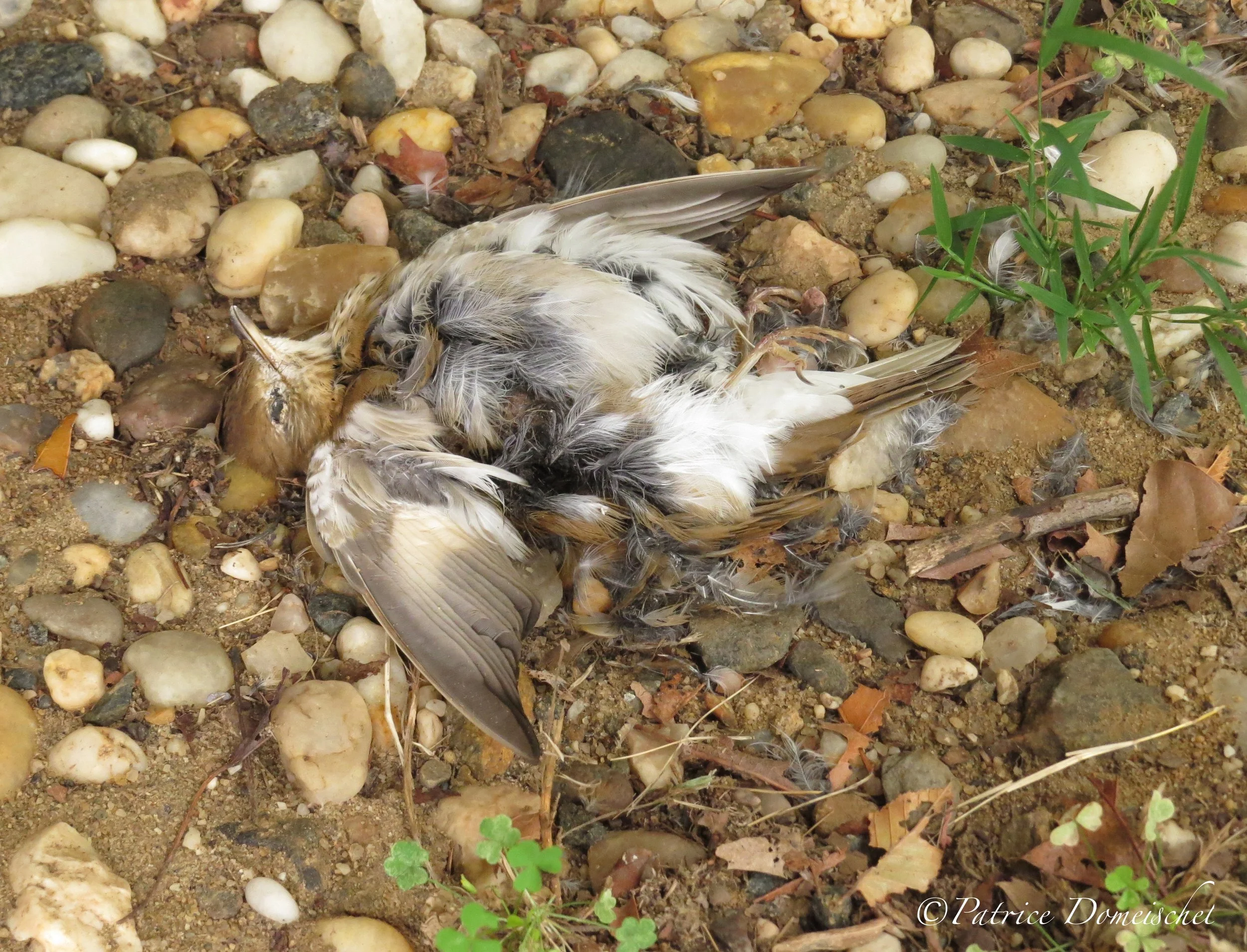 Bird-safe Buildings — 4HAS - Four Harbors Audubon Society
