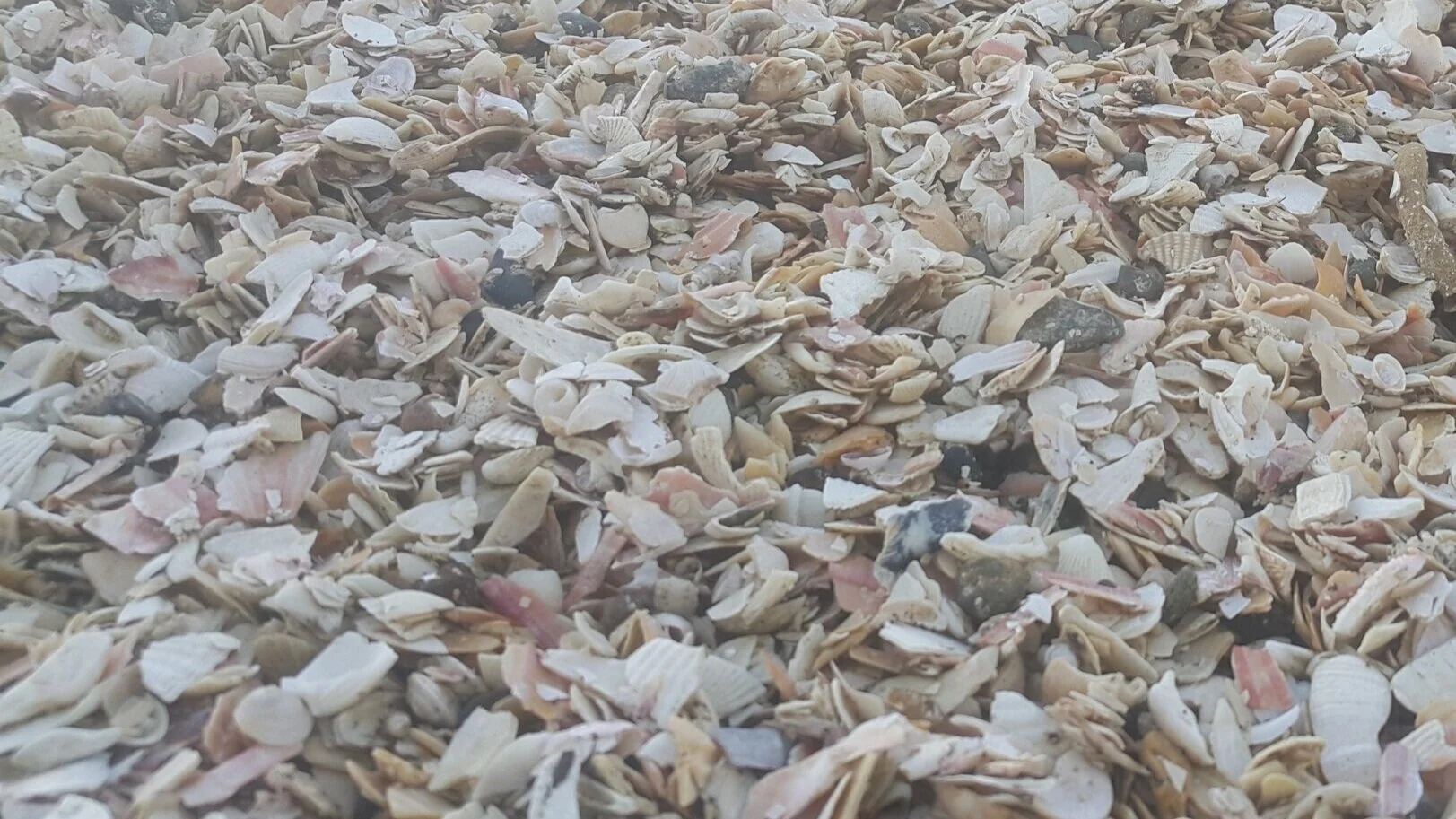 Chip & Fill - Crushed Shell — Auckland Landscape Supplies