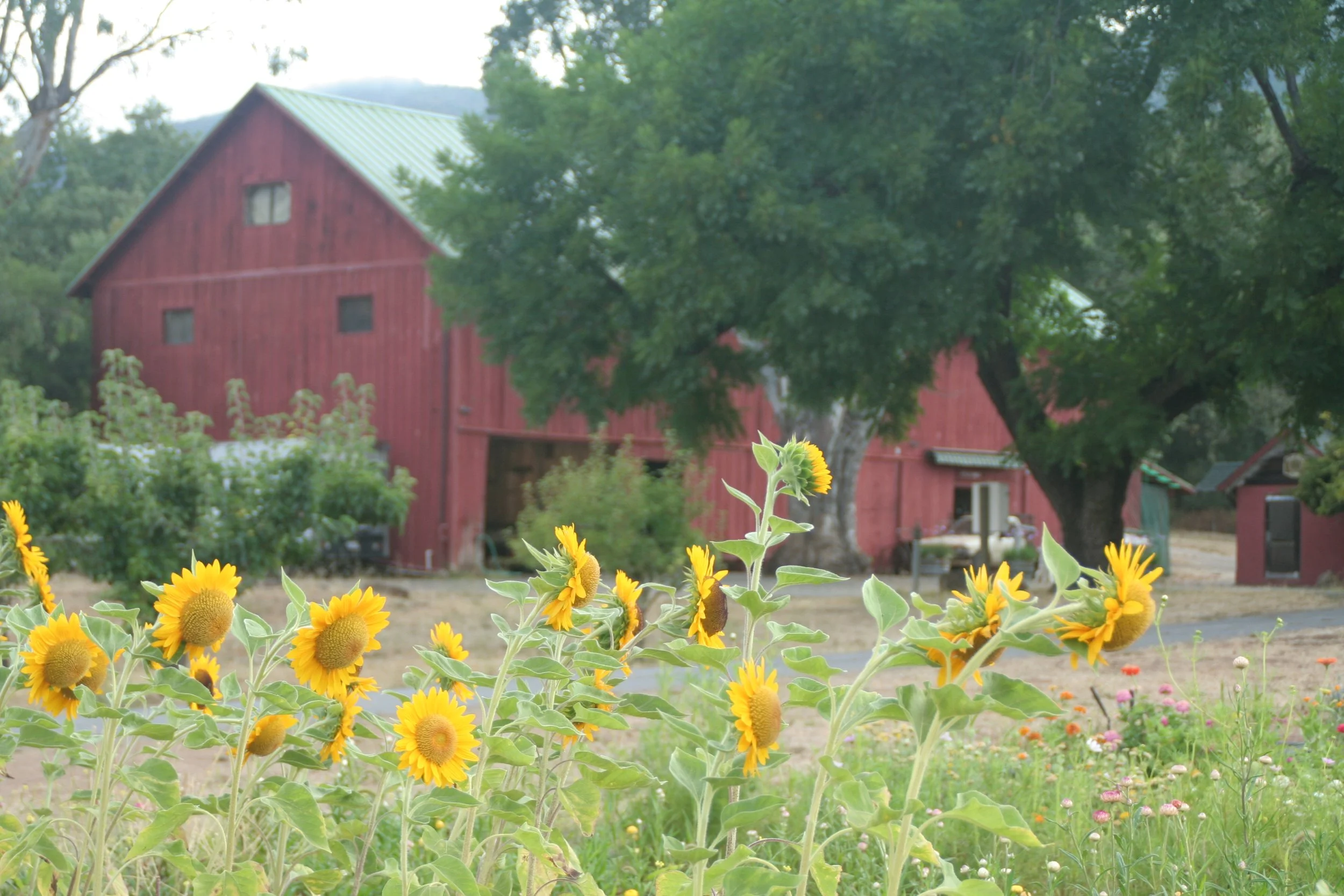 Oak Hill Farm