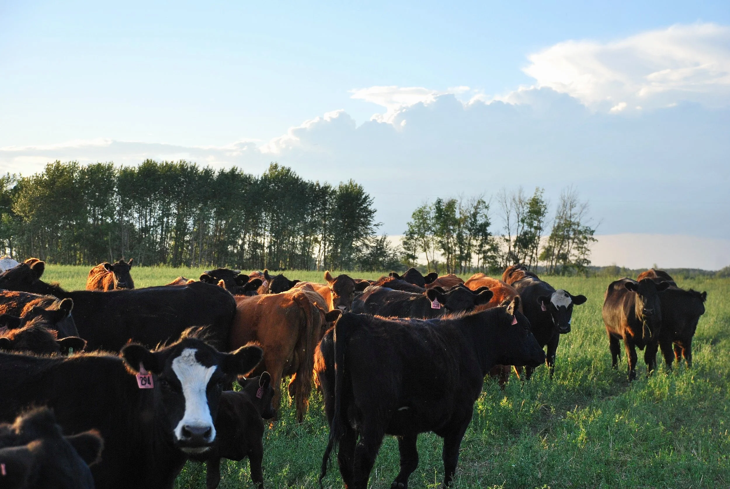 Grass-fed NEW — 8Acres