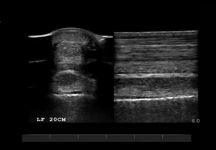 Ultrasound — Tweedie Equine Vet Services