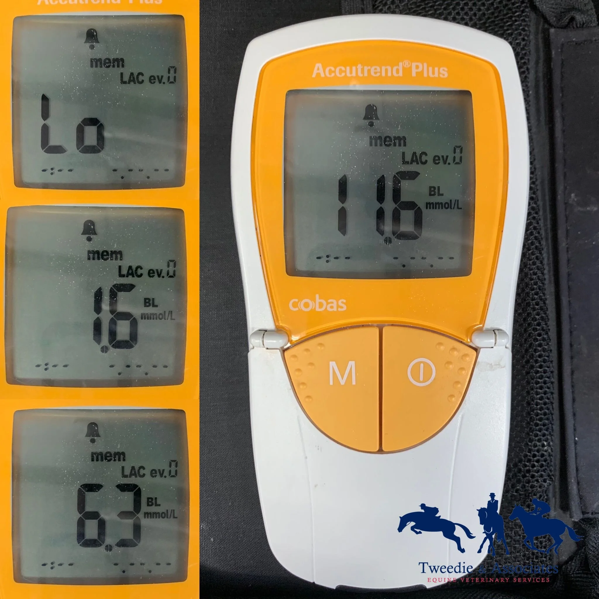 Blood Lactate — Tweedie Equine Vet Services