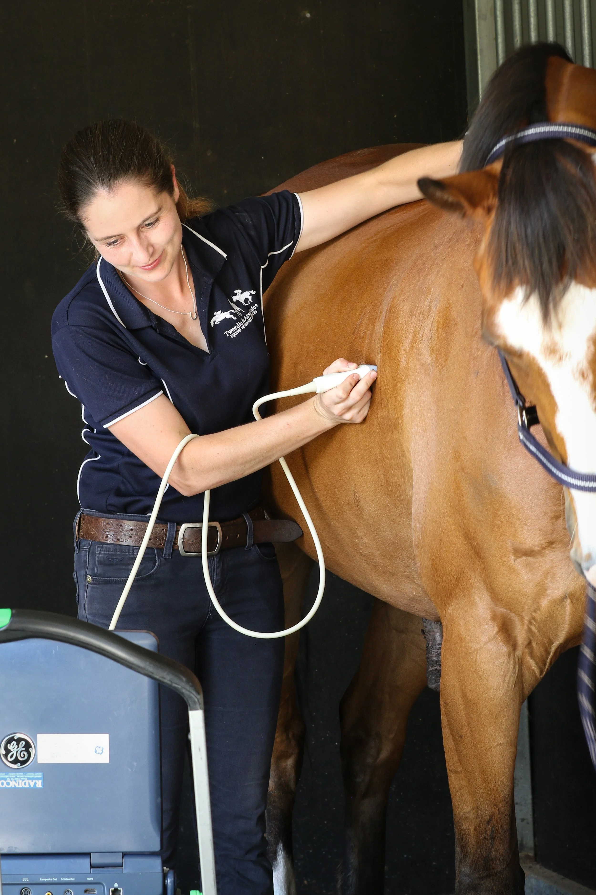 Horse Vet - Equine Clinic SomerVille | Tweedie & Associates