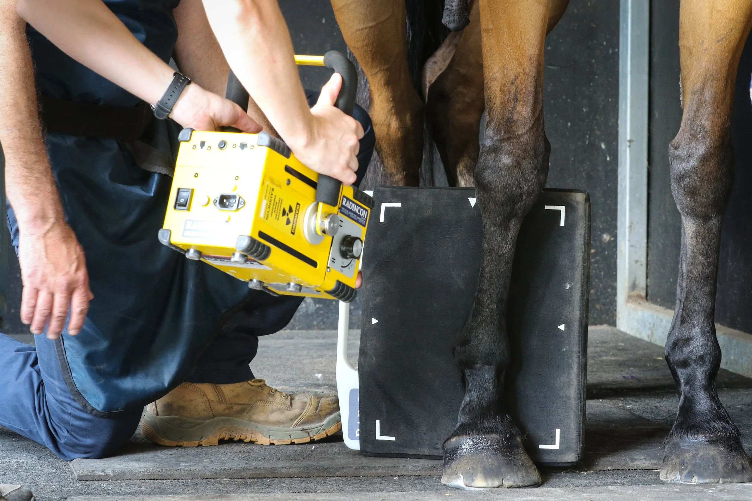 Buy Pre Purchase Horse Vetting | Tweedie & Associates