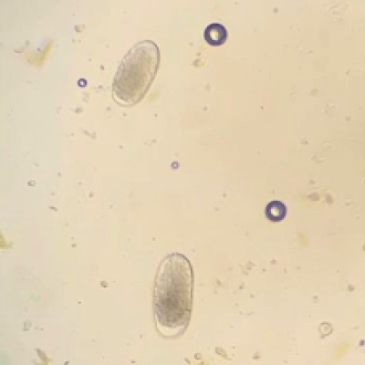 Equine Faecal Egg Count Exam | Tweedie & Associates