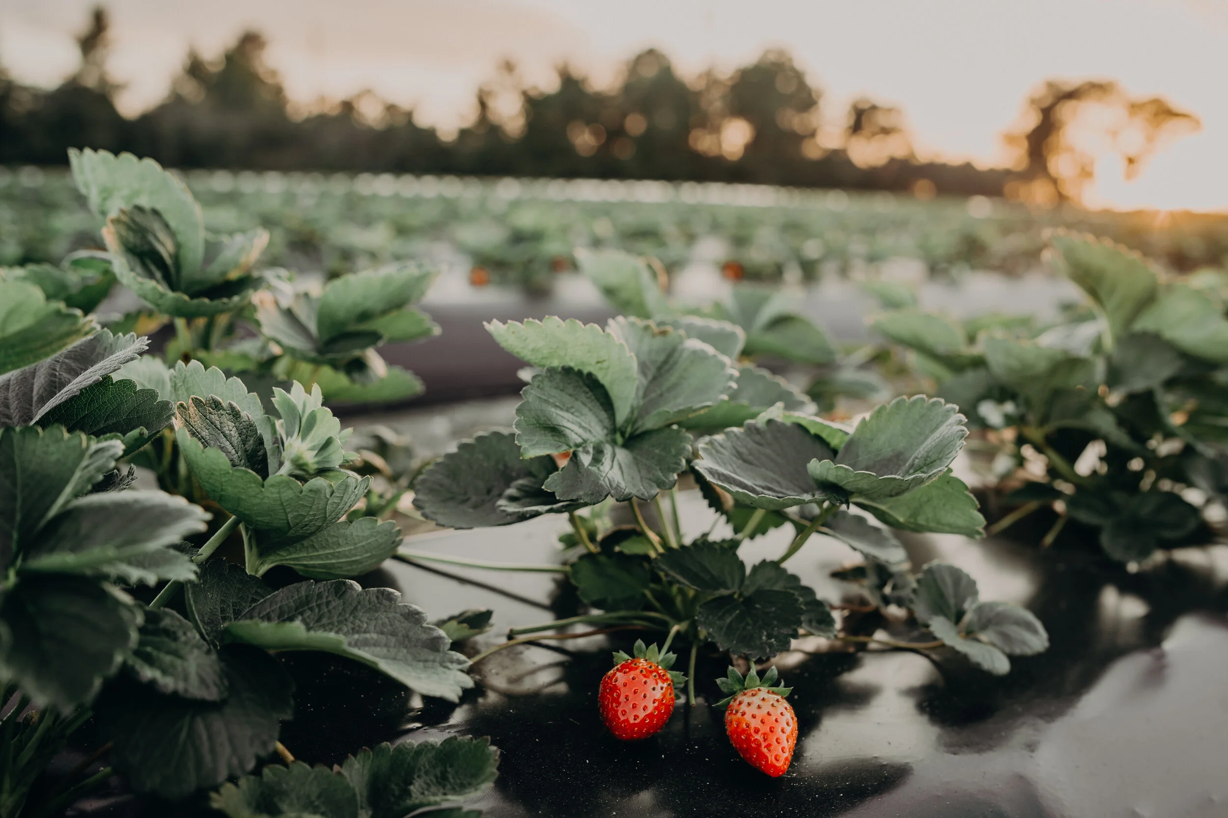 Upick Fruit — Far Reach Ranch
