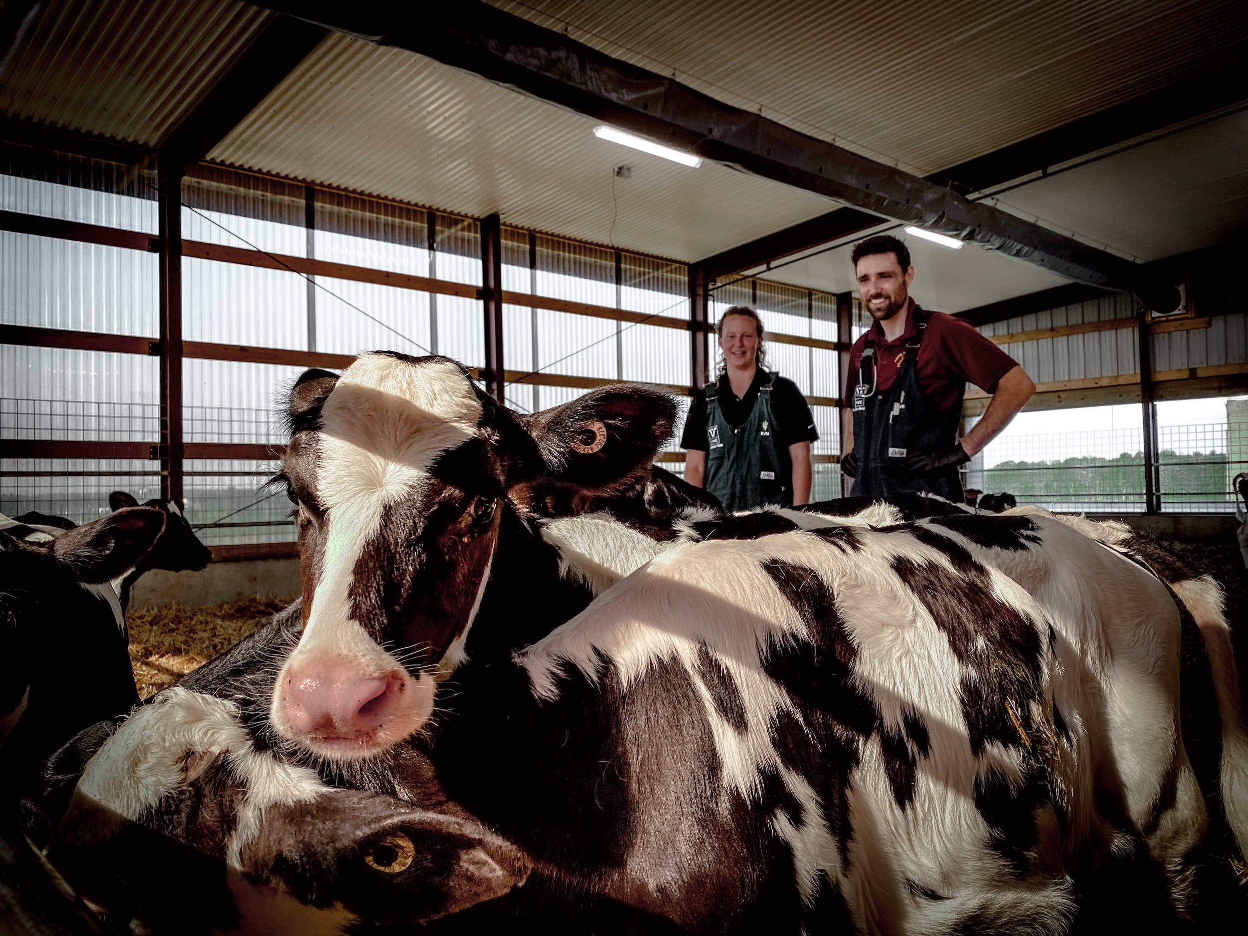 Bovine Veterinary Services — Valley Veterinary Clinic — Mobile Dairy ...