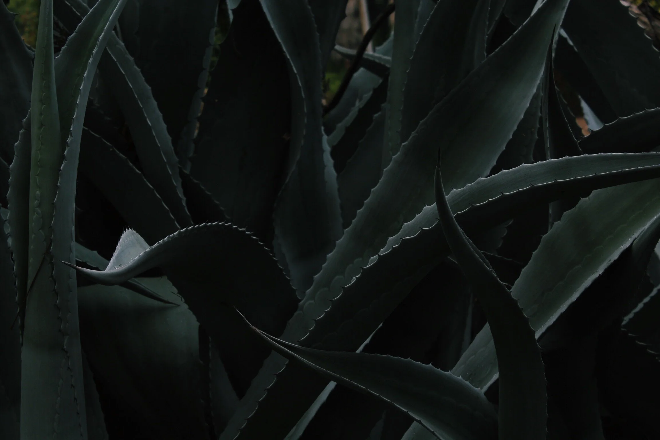 botanist coffeehouse