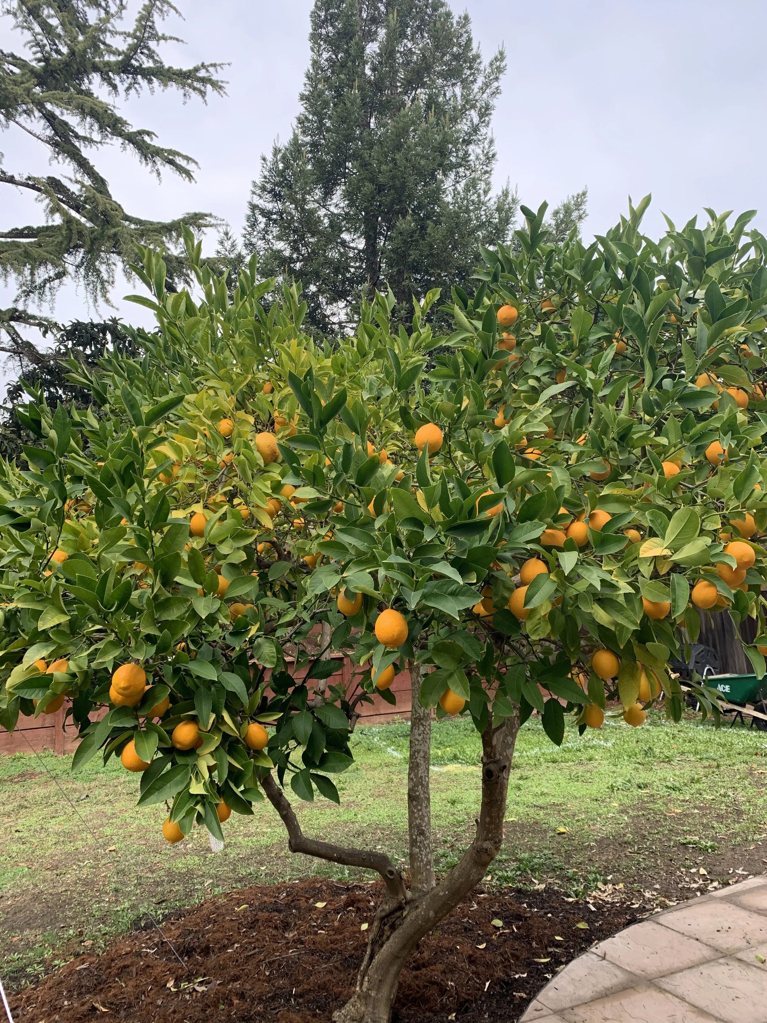 Mill Valley Pasta Co.