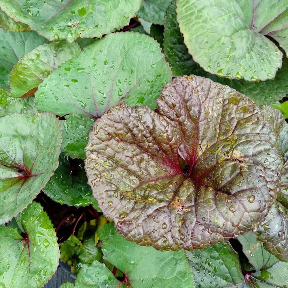 Ligularia Rukuhia Beauty — Mosgiel Garden Place