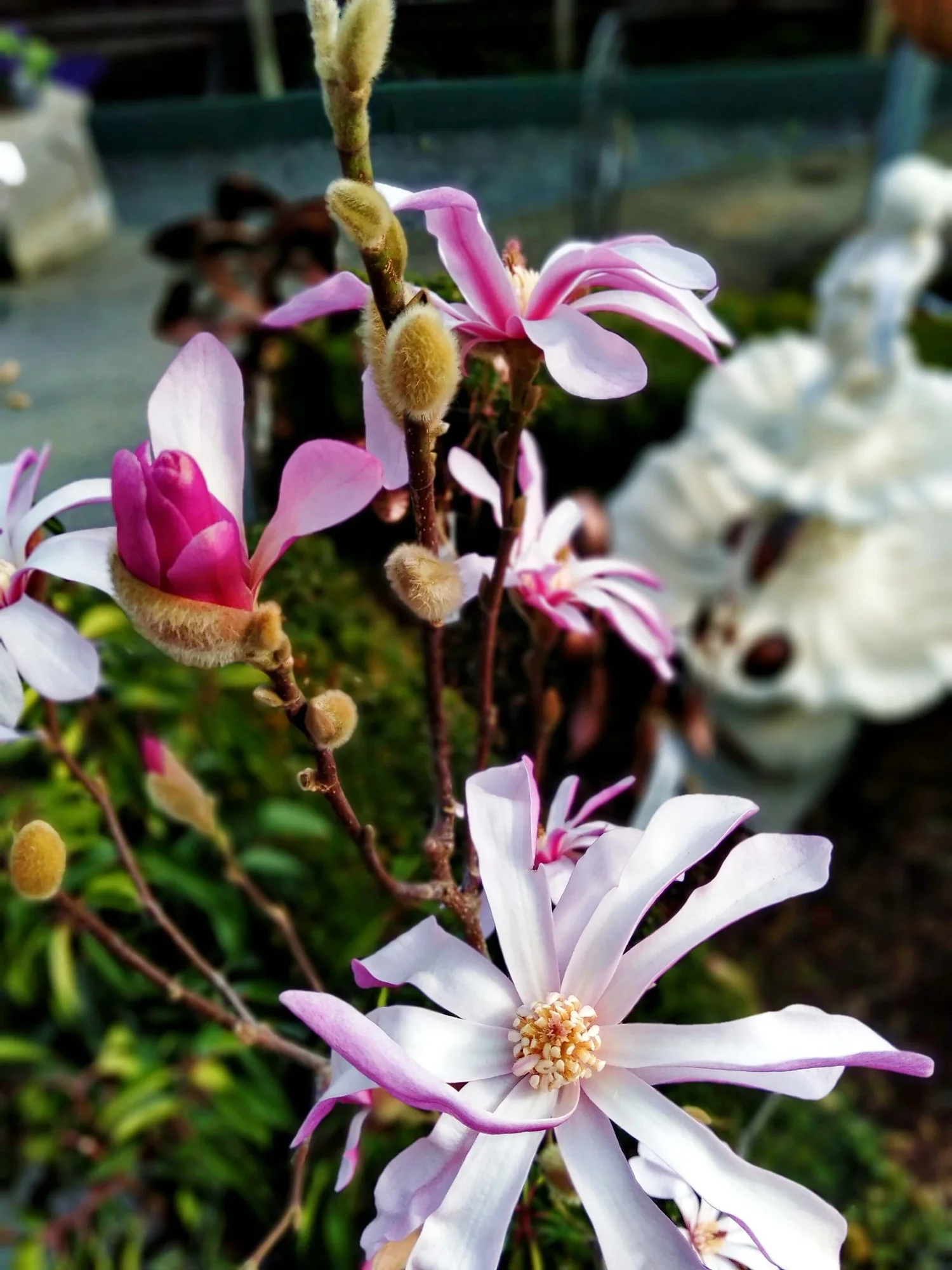 Magnolia — Mosgiel Garden Place