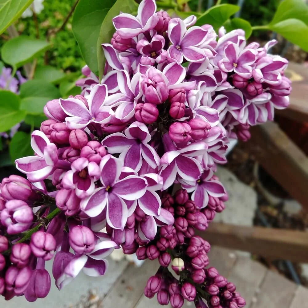 Syringa Bellicent — Mosgiel Garden Place