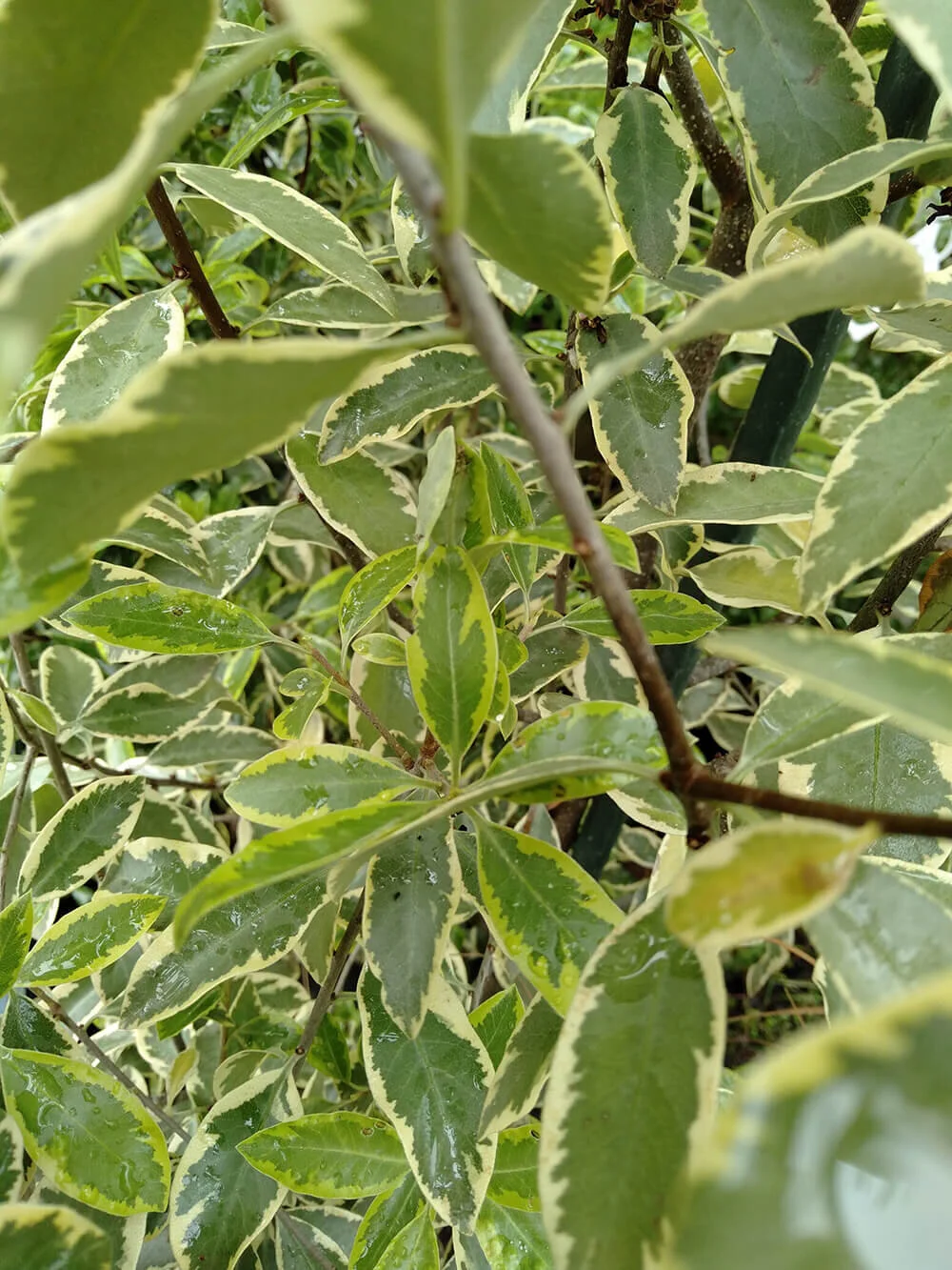 Pittosporum Stephens Island PB12 — Mosgiel Garden Place
