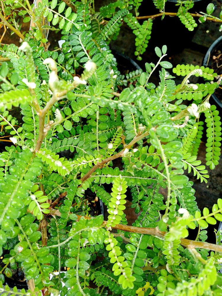 Sophora Microphylla — Mosgiel Garden Place