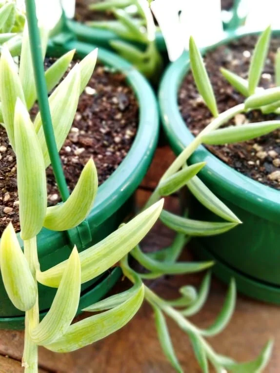 Senecio Radicans (String of Fishhooks) — Mosgiel Garden Place
