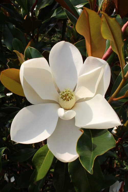 Magnolia — Mosgiel Garden Place