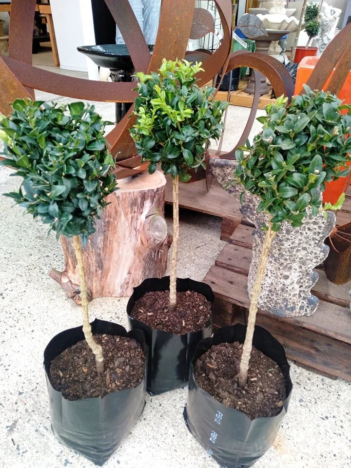 Buxus Ball — Mosgiel Garden Place