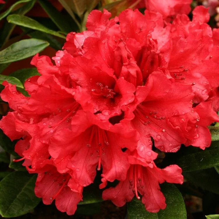 Rhododendron Flore Pleno — Mosgiel Garden Place