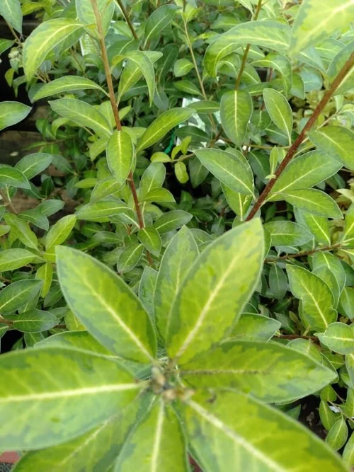 Pittosporum Stephens Island PB12 — Mosgiel Garden Place