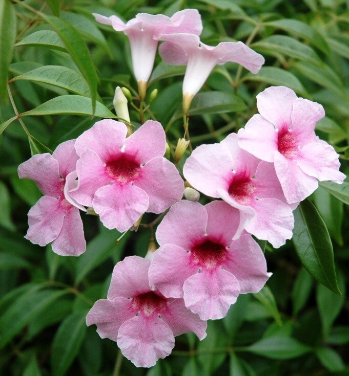 Pandorea Jasminoides Lady Di 3.5L — Mosgiel Garden Place
