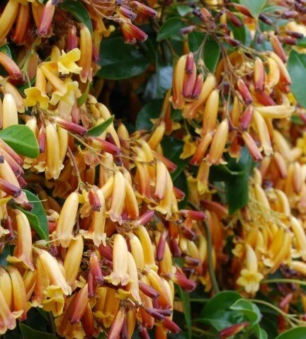Pandorea Jasminoides Lady Di 3.5L — Mosgiel Garden Place