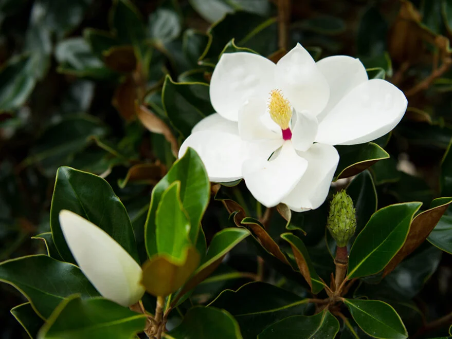 Magnolia — Mosgiel Garden Place