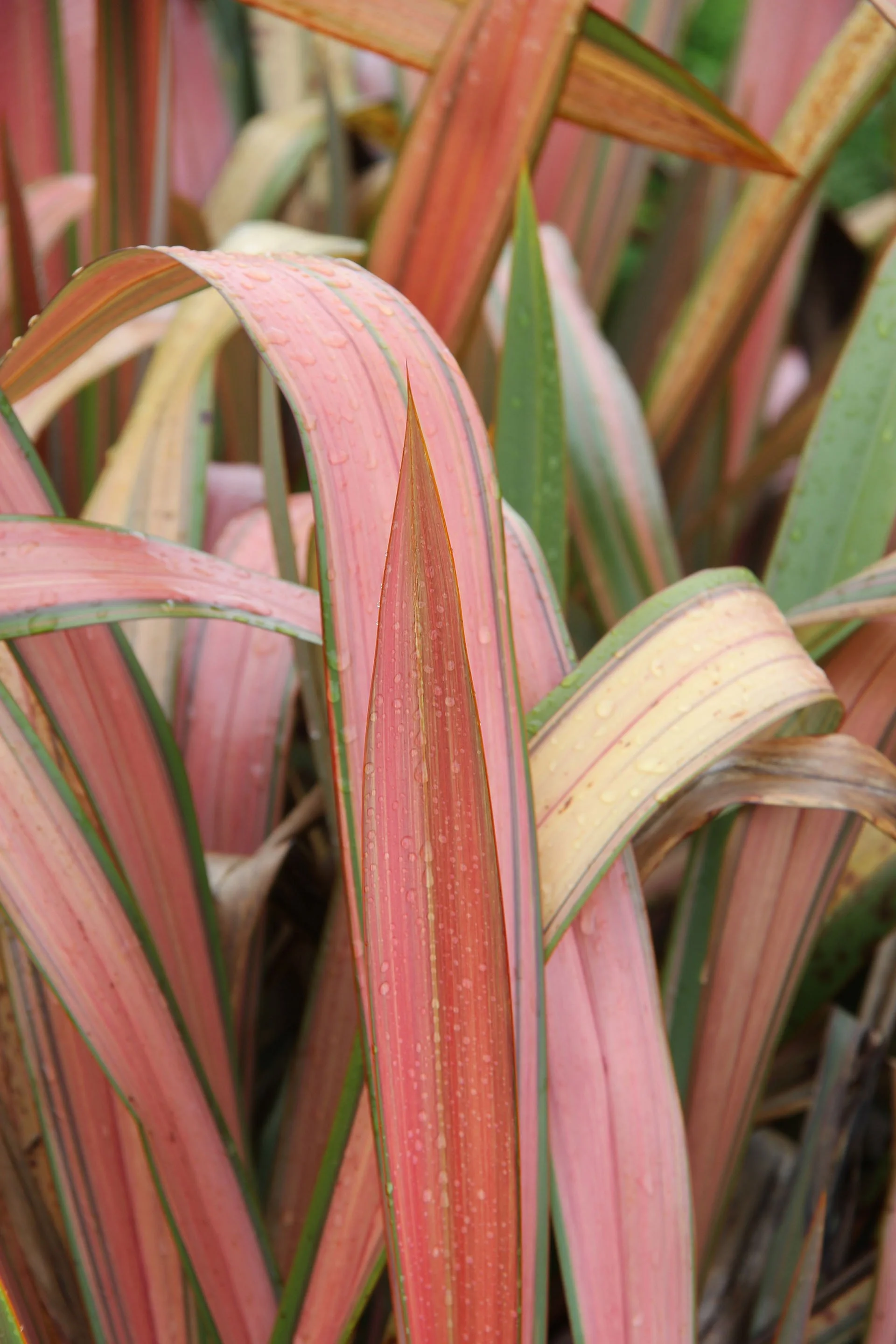 Phormium Jester — Mosgiel Garden Place