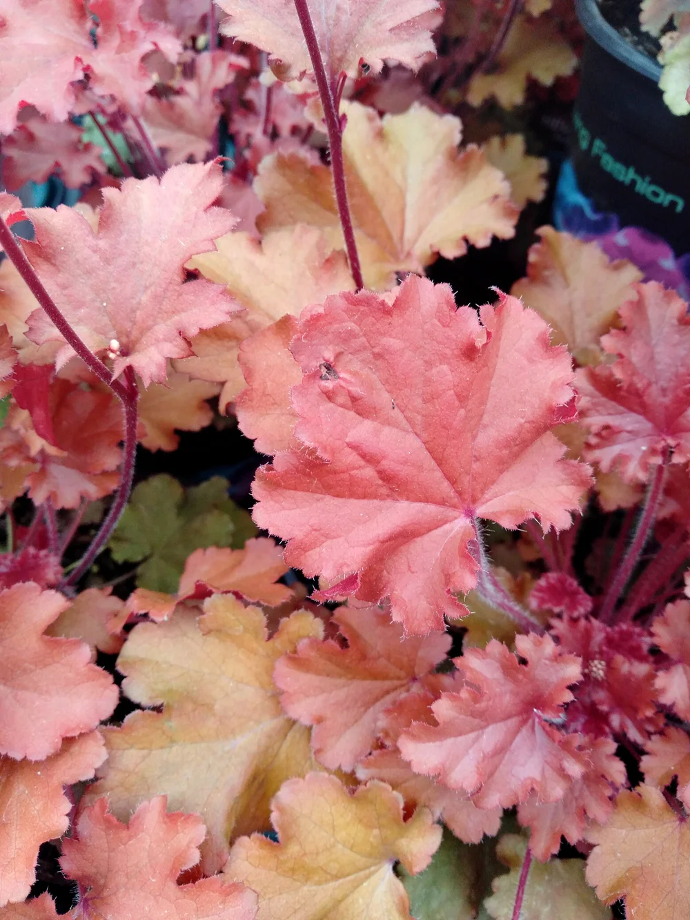 Heuchera Berry Smoothie 15cm — Mosgiel Garden Place