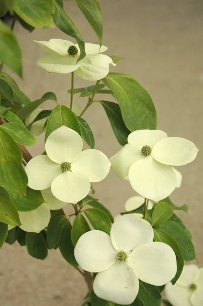 Cornus Greenvale PB18 — Mosgiel Garden Place