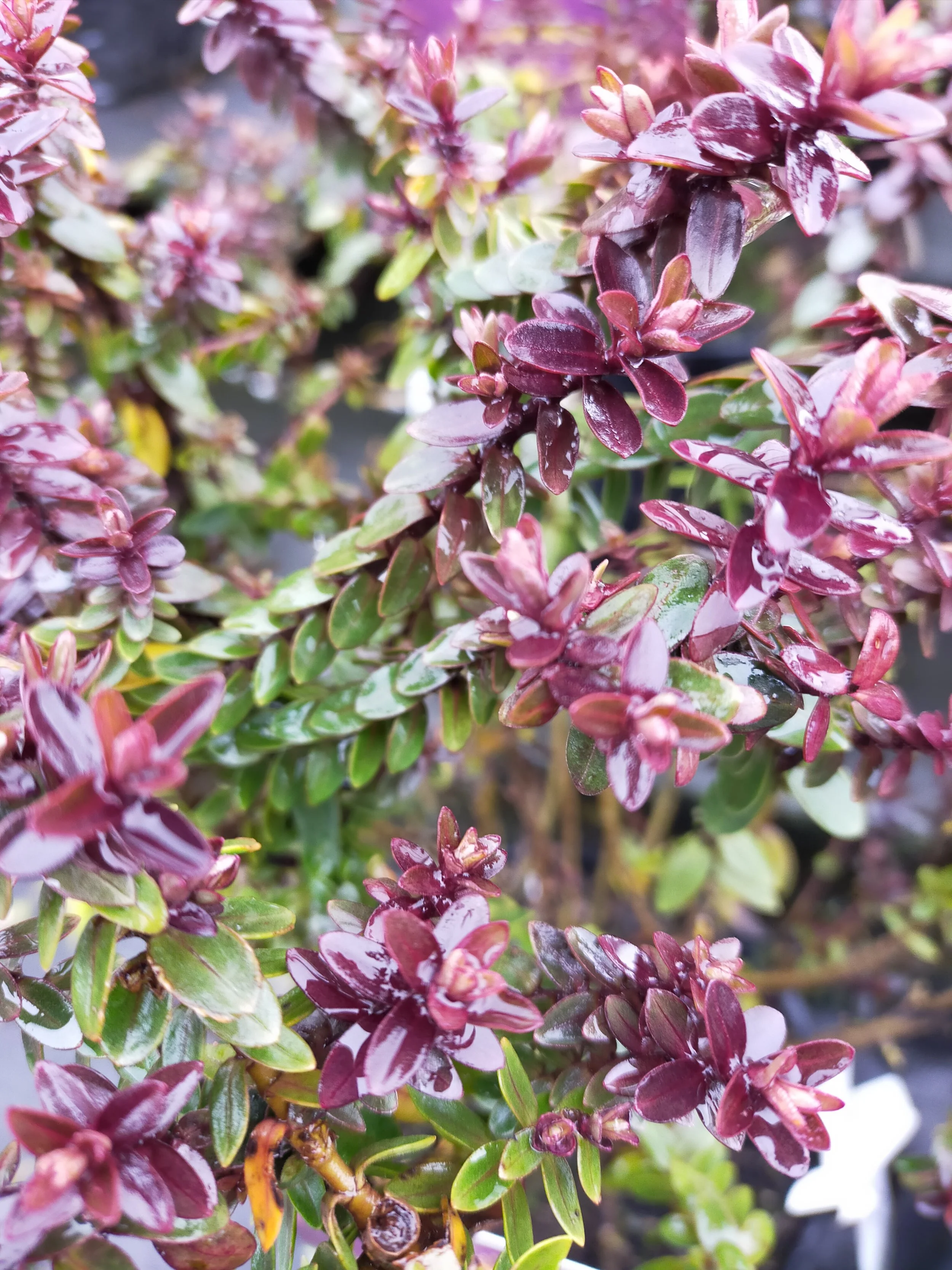 Hebe Pretty in Pink 3L — Mosgiel Garden Place