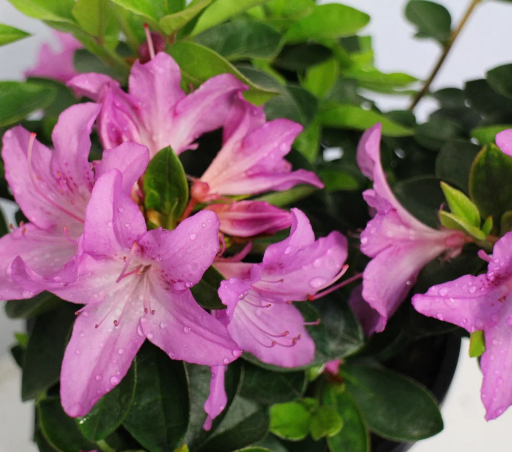 Azalea — Mosgiel Garden Place