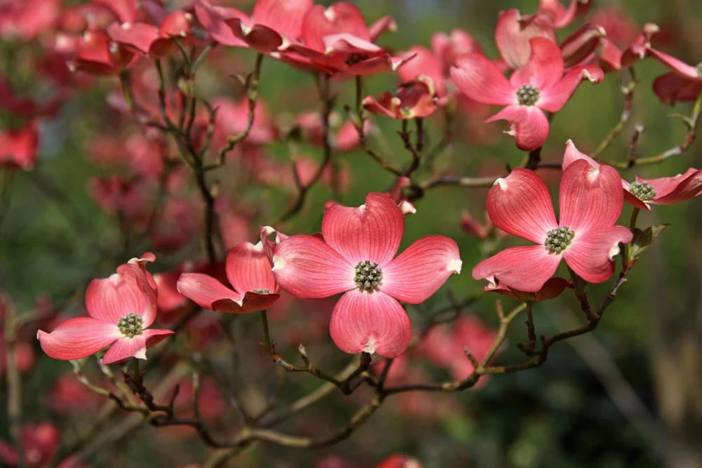 Cornus Cherokee Sunset PB18 / 60-80cm — Mosgiel Garden Place