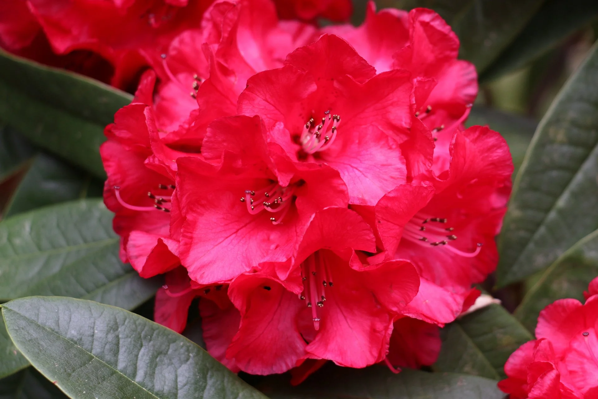 Rhododendron Lucy Lou 5L — Mosgiel Garden Place