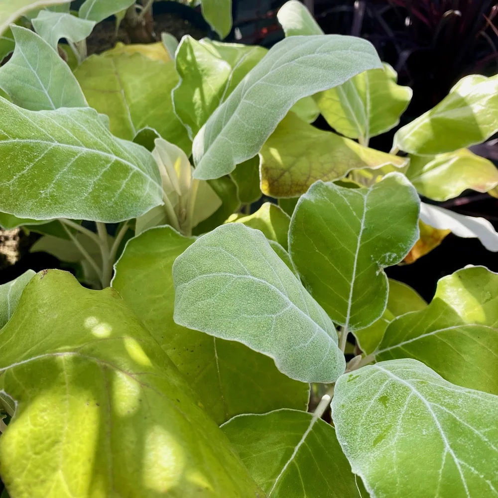 Native Shrubs — Mosgiel Garden Place