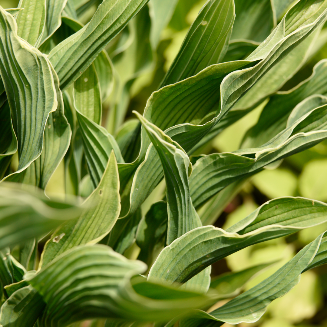 Hosta Patriot — Mosgiel Garden Place
