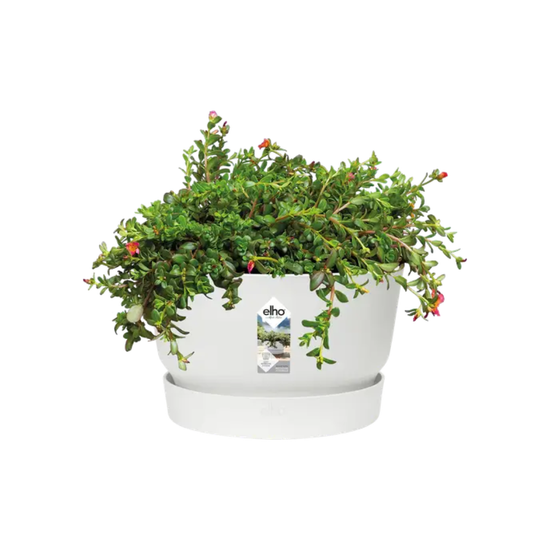 Franoma Rockford Bowl — Mosgiel Garden Place