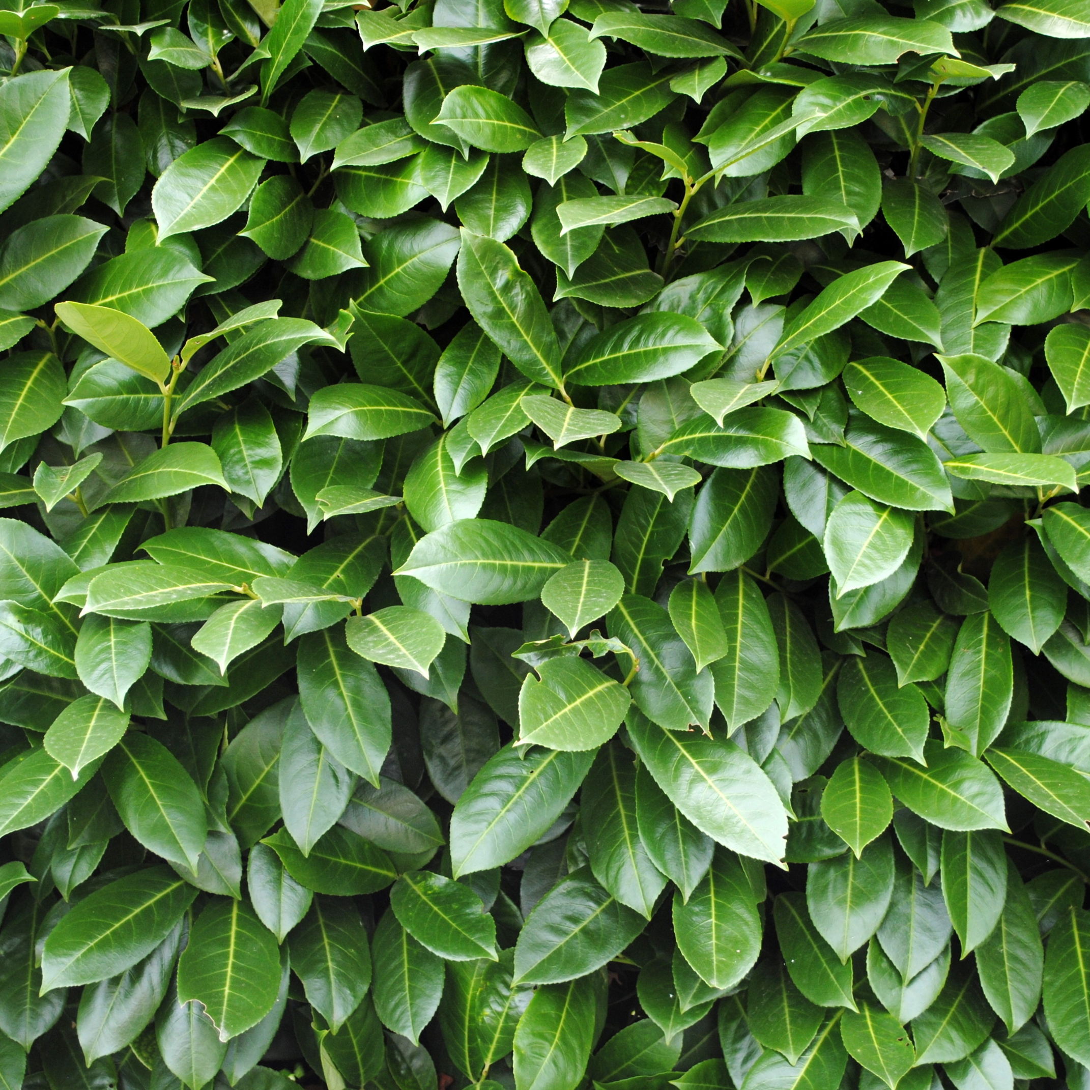 Laurel Standard — Mosgiel Garden Place