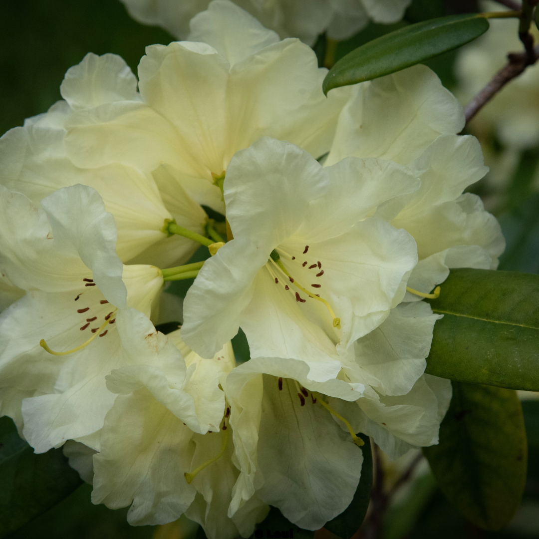 Rhododendron Sappho 6L — Mosgiel Garden Place