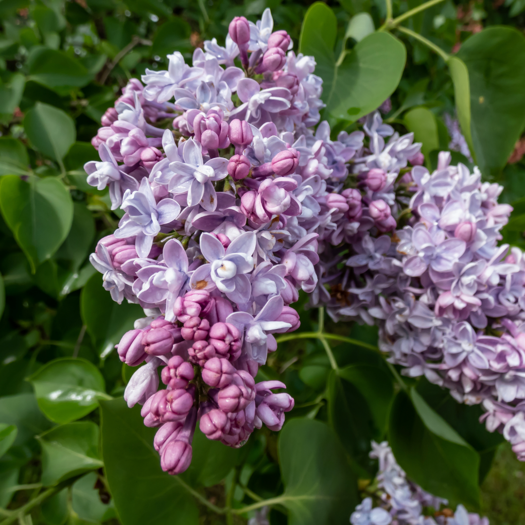 Syringa Alice Eastwood — Mosgiel Garden Place