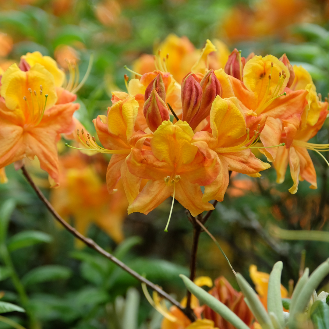 Azalea Sunray — Mosgiel Garden Place