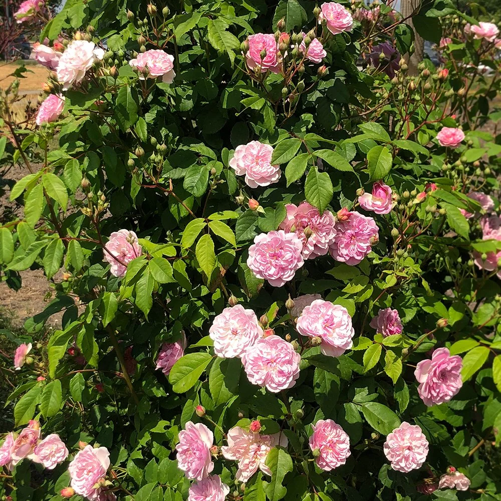 Roses — Mosgiel Garden Place