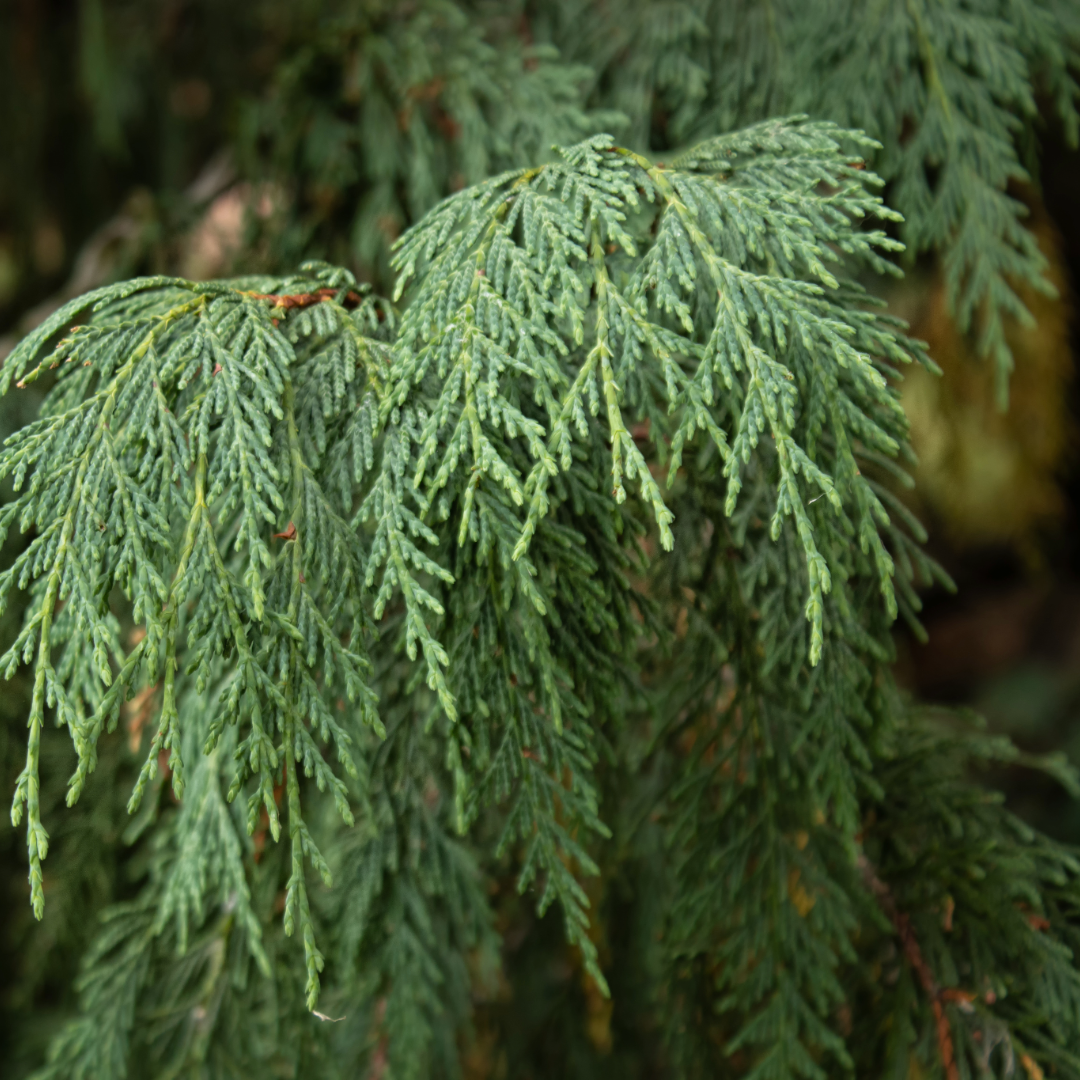 Koelreuteria Paniculata (Golden Rain Tree) PB18 — Mosgiel Garden Place